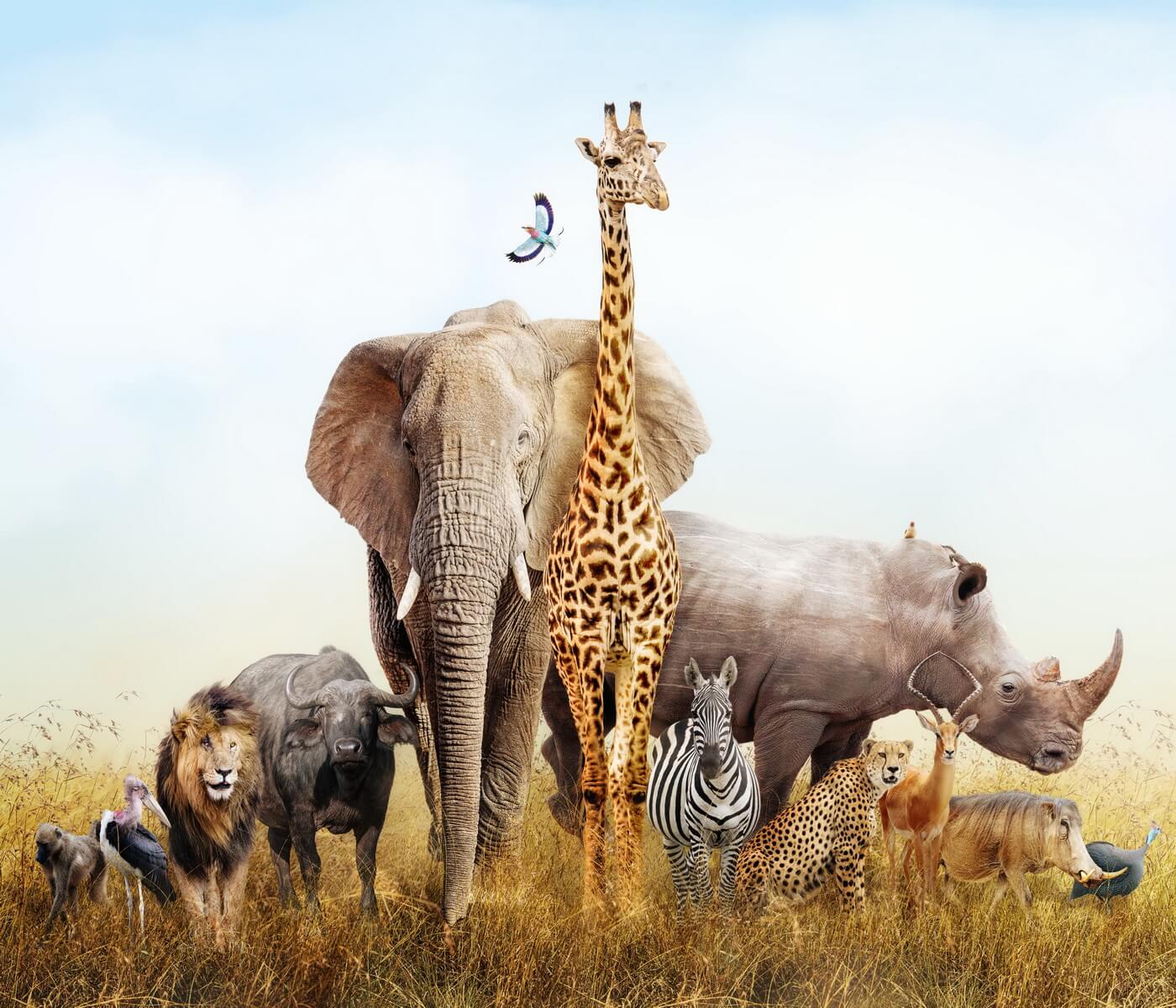 Model Tapet - Animale Savana - Tapet personalizat